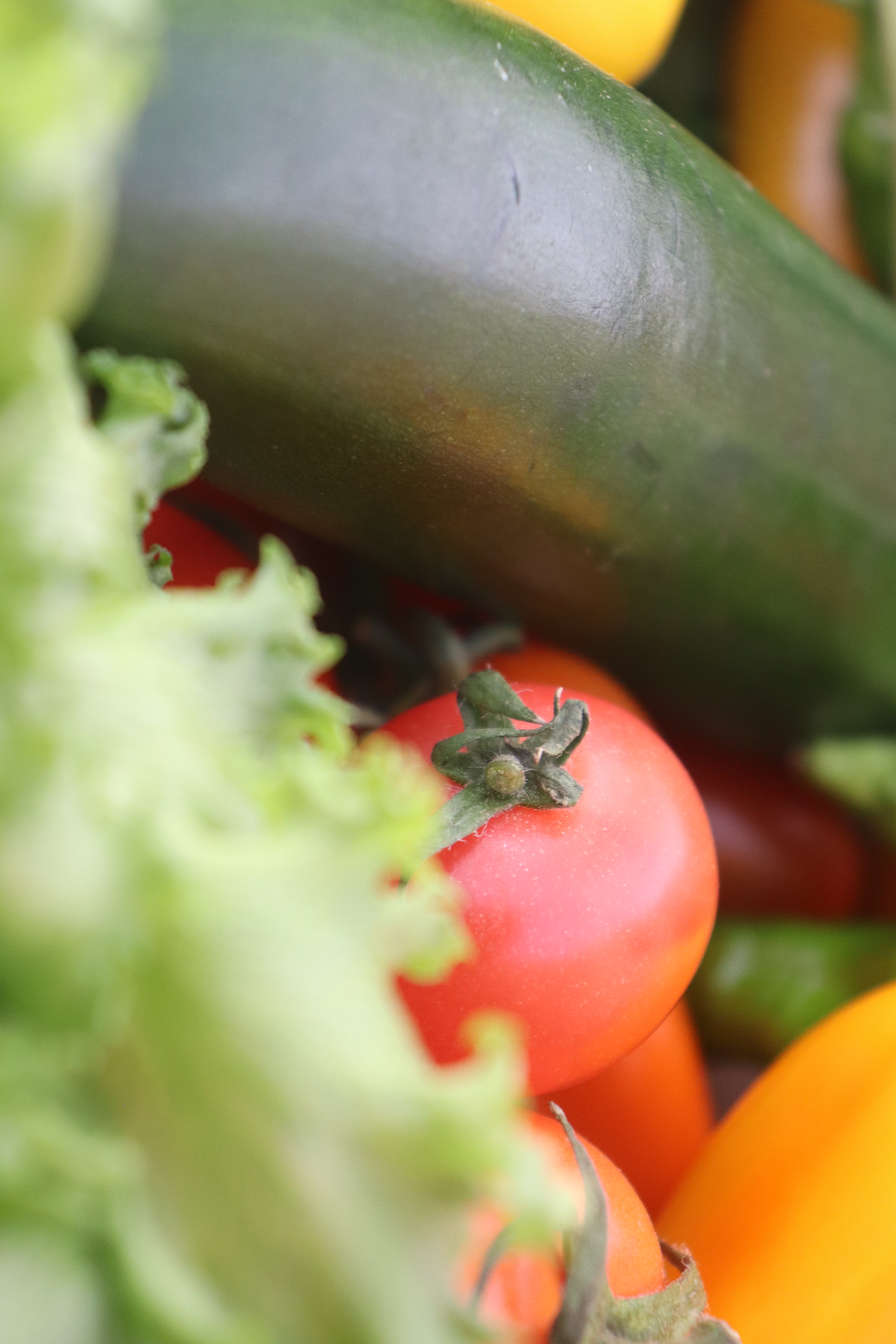 #FoodForestFarmChefBox – 5 kg – The Kind Grower