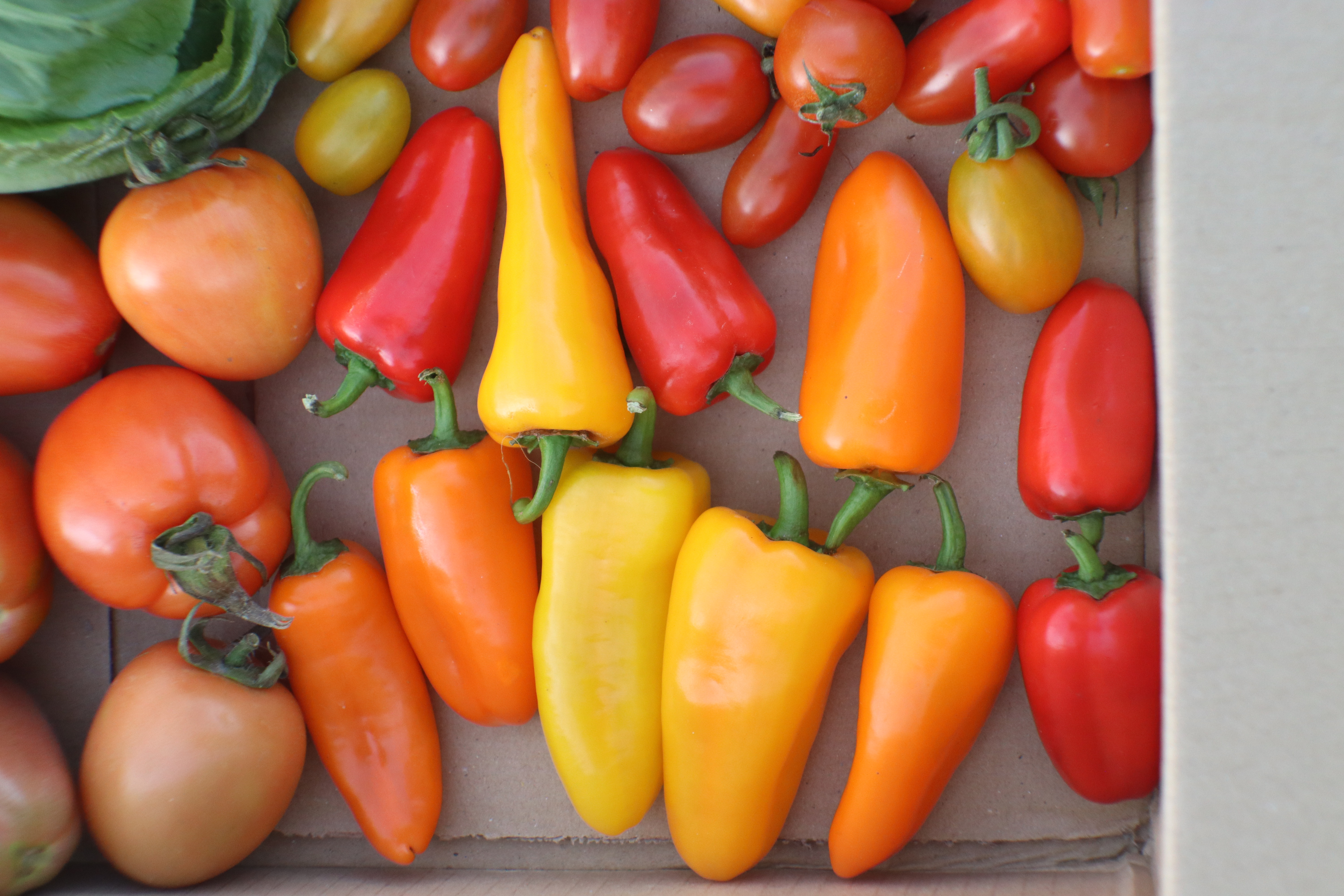 #FoodForestFarmGiftBox – 3kg – The Kind Grower
