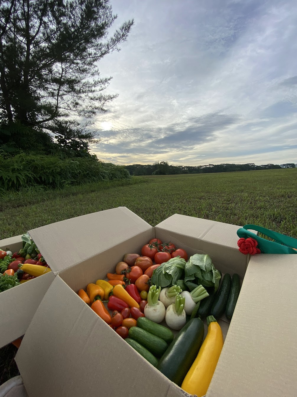 #FoodForestFarmGiftBox – 3kg – The Kind Grower