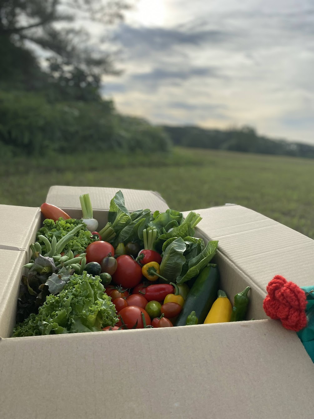 #FoodForestFarmChefBox – 5 kg – The Kind Grower