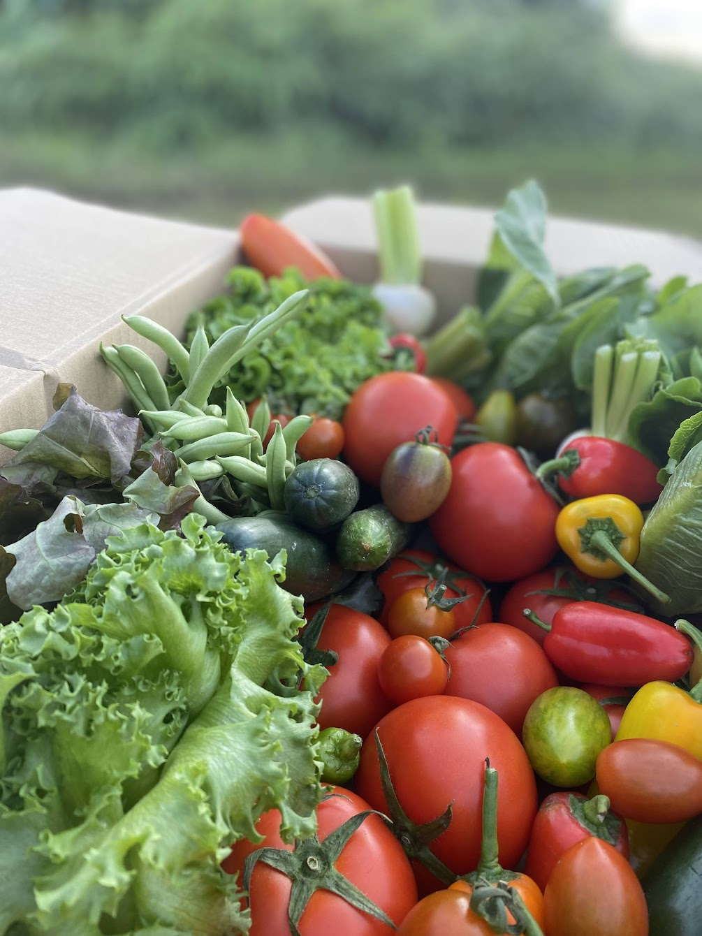 #FoodForestFarmChefBox – 5 kg – The Kind Grower