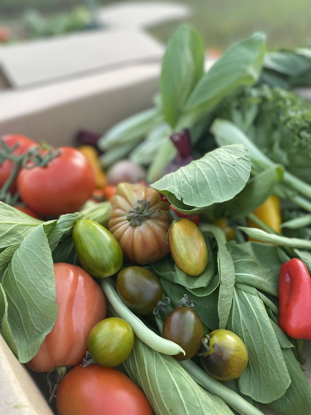 #FoodForestFarmVegBox – 3 kg – The Kind Grower