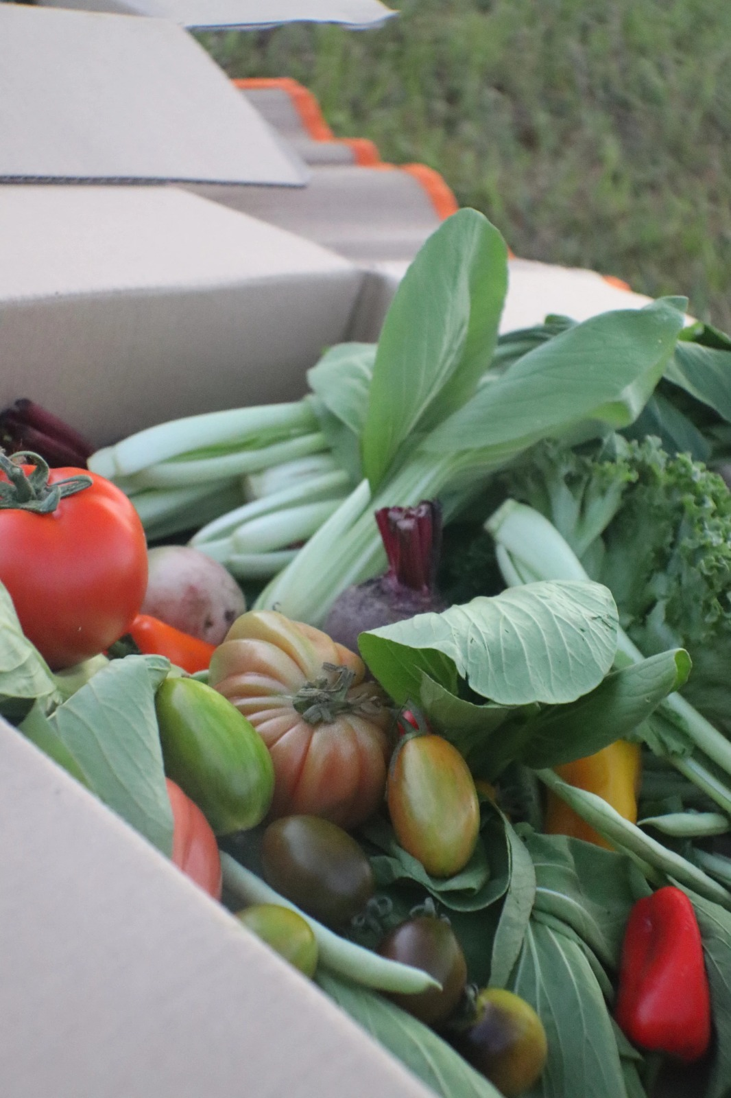#GrowingGreenGivingLife – The Kind Grower